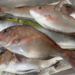 りちゃむのファンクラブ (りちゃむ【Richamu】)｜ファンティア[Fantia]